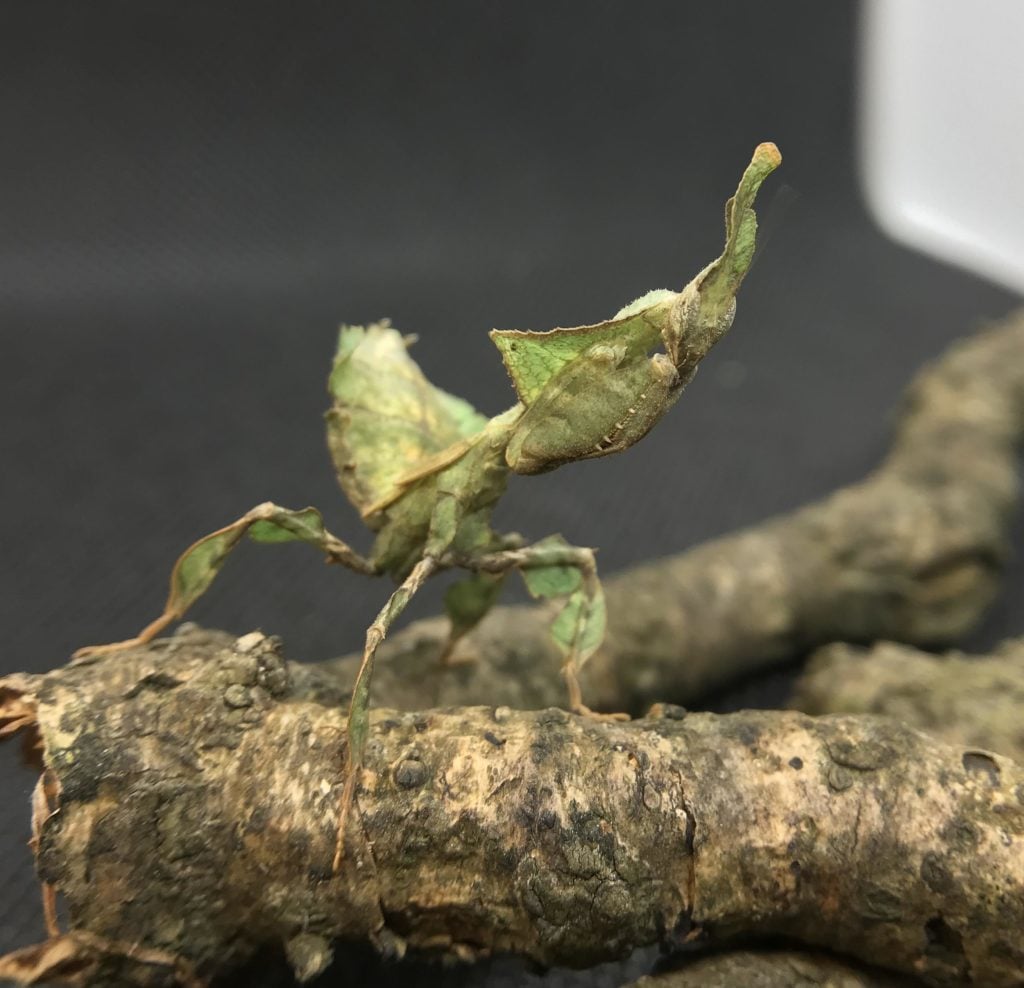 Ghost Mantis (Phyllocrania paradoxa) – Small Exotic Farm