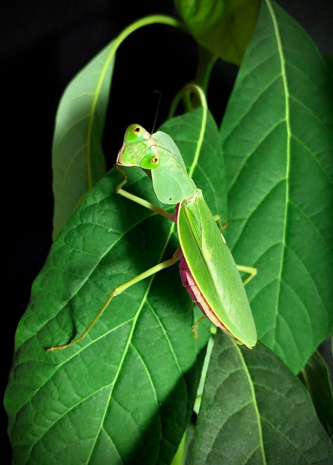 Timor Shield Mantis (Rhombodera kirbyi) – Small Exotic Farm