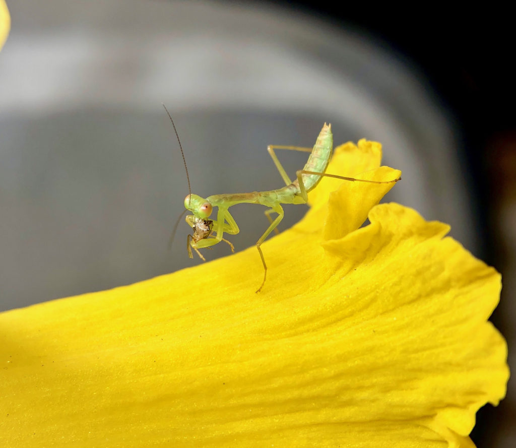 Timor Shield Mantis (Rhombodera kirbyi) – Small Exotic Farm