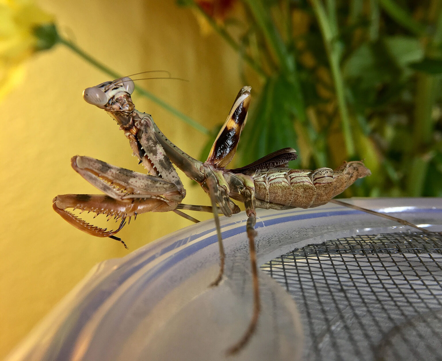 Budwing Mantis (Parasphendale agrionina) – Small Exotic Farm