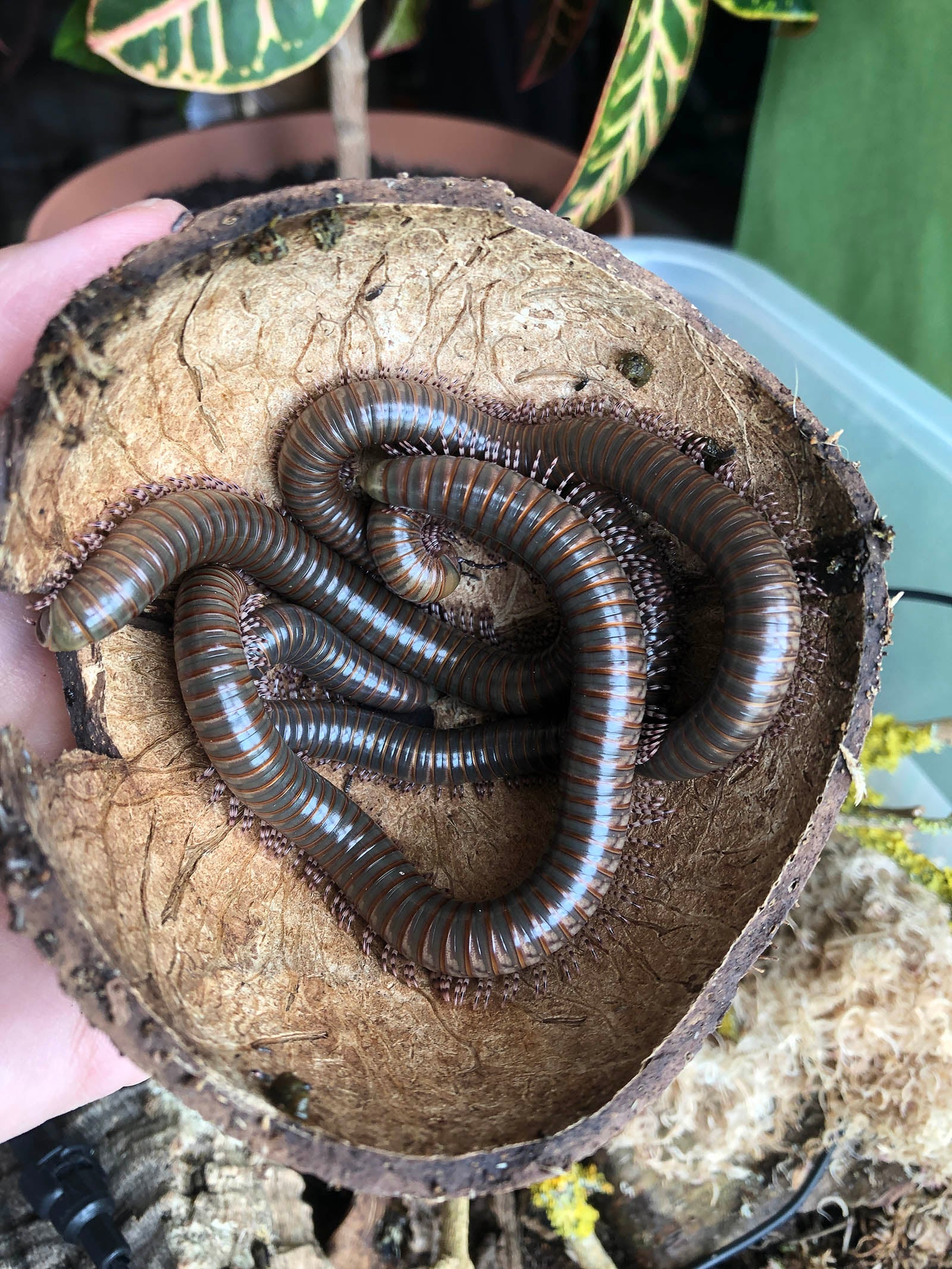 Giant Olive Millipede (Telodeinopus aoutii) – Small Exotic Farm