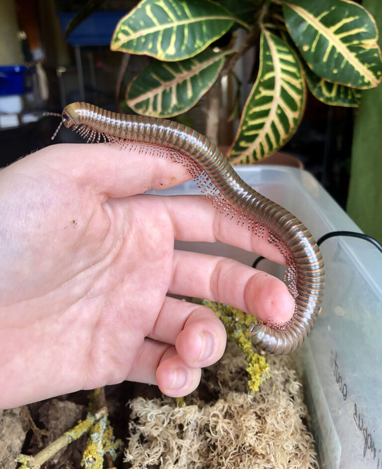 Giant Olive Millipede (Telodeinopus aoutii) – Small Exotic Farm