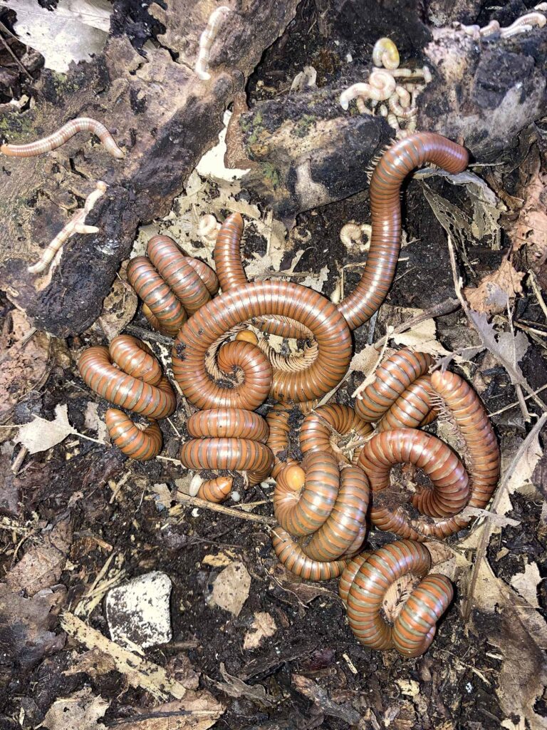 Spirostreptus spec. 1 “Tansania” – Small Exotic Farm