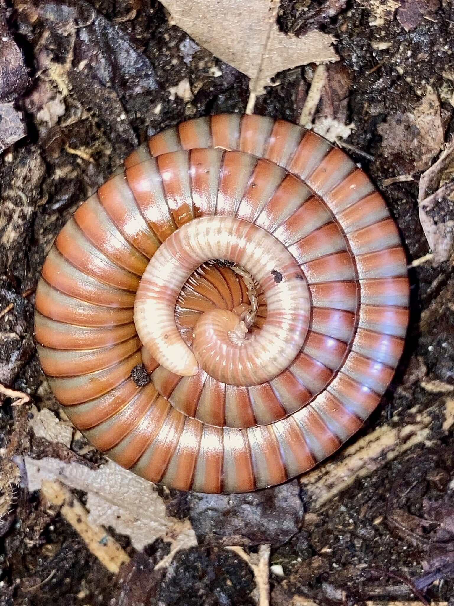 Spirostreptus spec. 1 “Tansania” – Small Exotic Farm