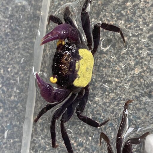 Crustaceans – Small Exotic Farm