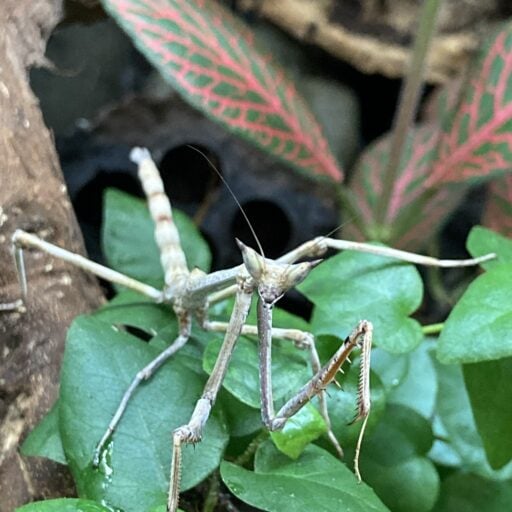 Mantids – Small Exotic Farm