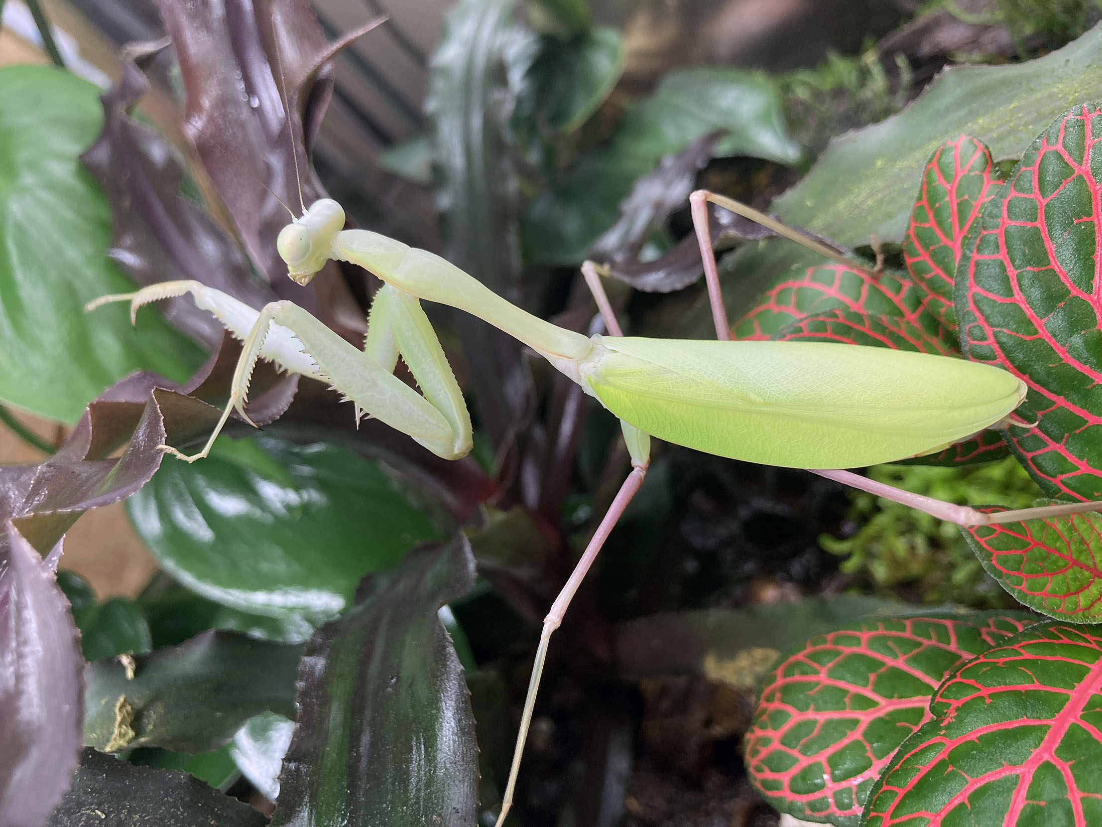 Giant Asian Mantis Hierodula Membranacea Small Exotic Farm