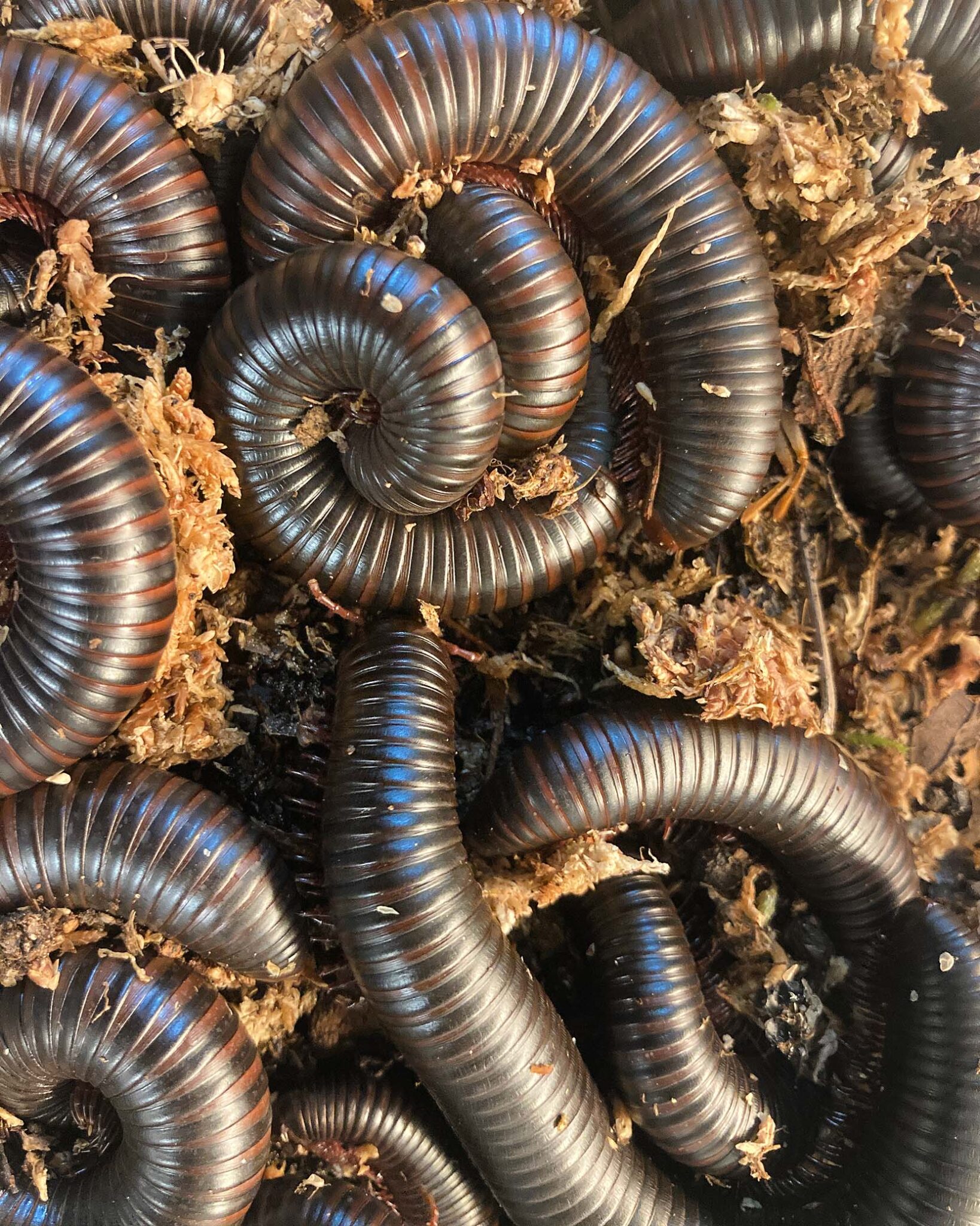 Giant African Millipede (Archispirostreptus gigas) – Small Exotic Farm