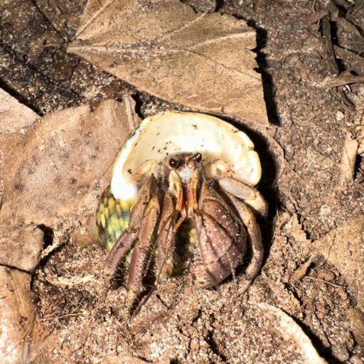 Crustaceans – Small Exotic Farm