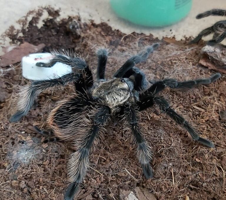 Curly Hair tarantula (Tliltocatl albopilosus) – Small Exotic Farm