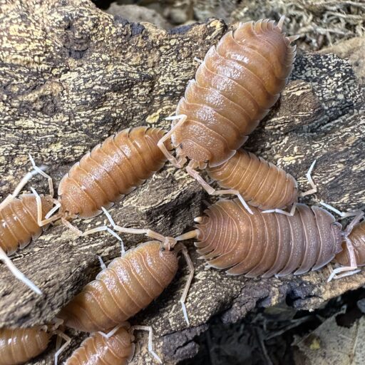 Crustaceans – Small Exotic Farm