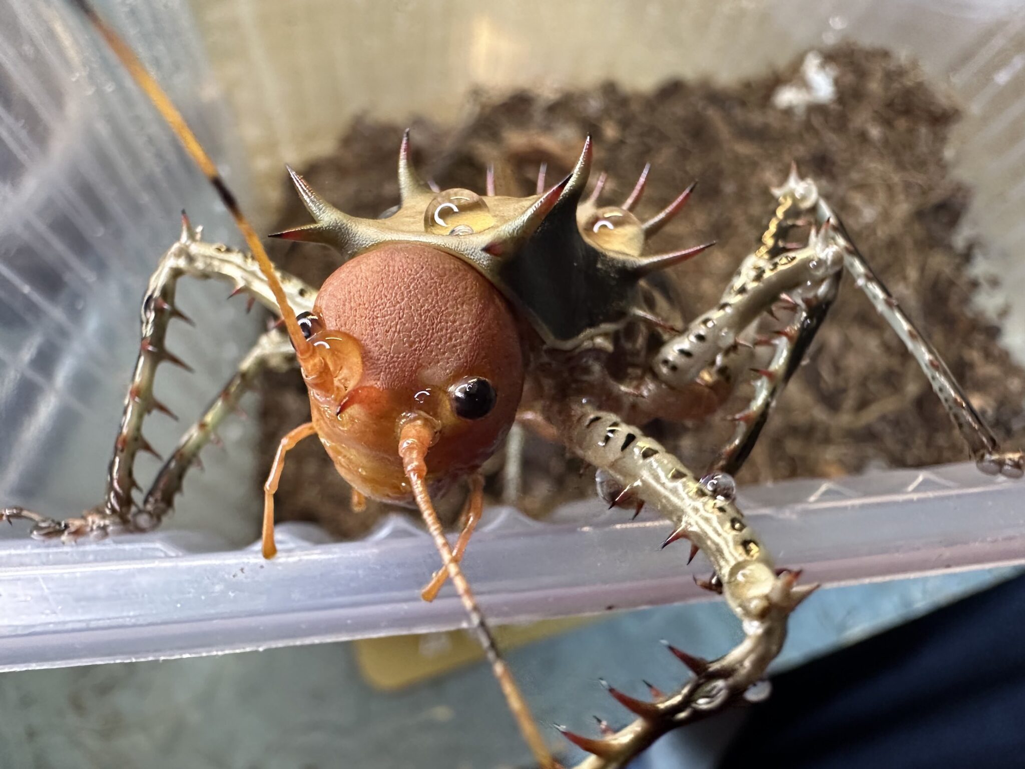 Dragon Head Cricket (Cosmoderus femoralis) – Small Exotic Farm