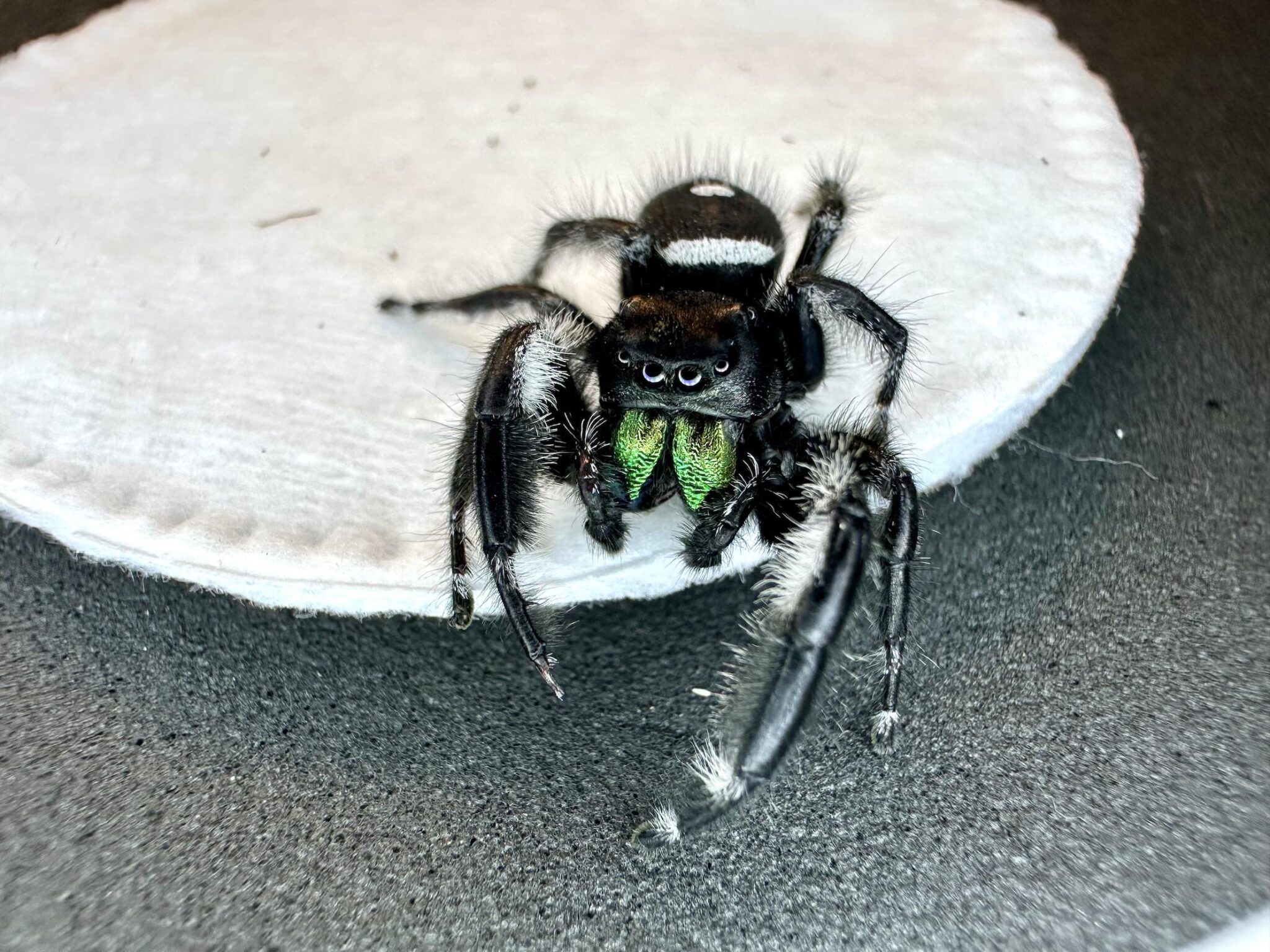 Regal Jumping Spider (Phidippus regius Florida) – Small Exotic Farm
