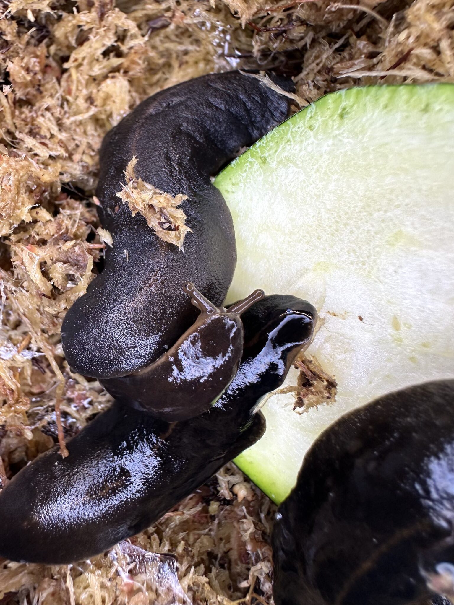 Brown Leatherback Slug (Laevicaulis natalensis) – Small Exotic Farm