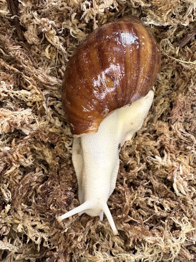 Giant African Snail (Archachatina puylaerti) – Albino Body – Small ...