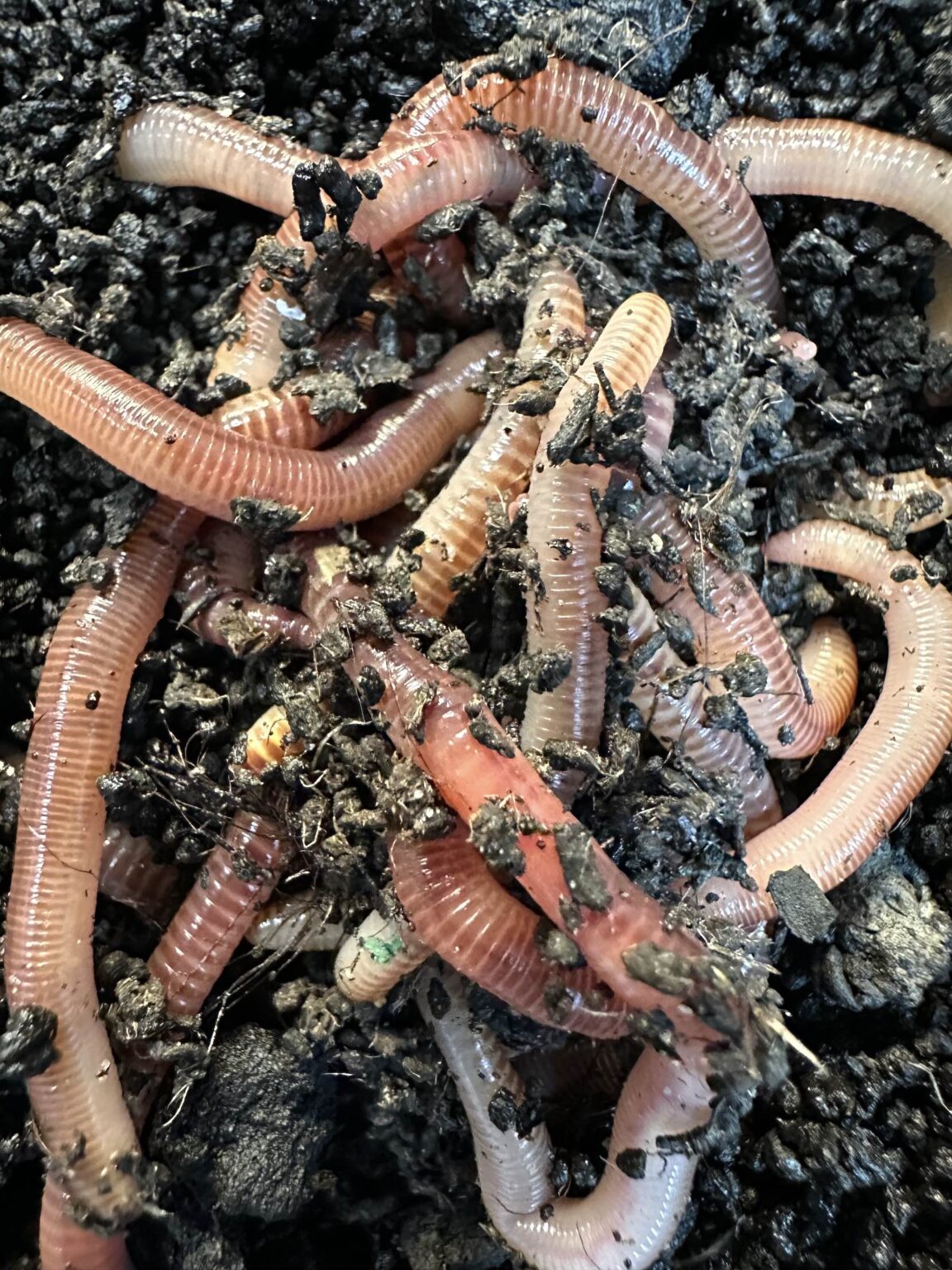 Earthworms (Dendrobaena sp.) – 50-70 mm – Small Exotic Farm