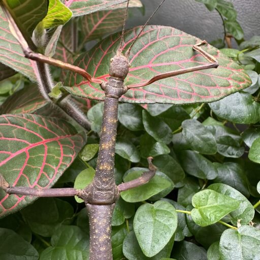 Stick Insects – Small Exotic Farm