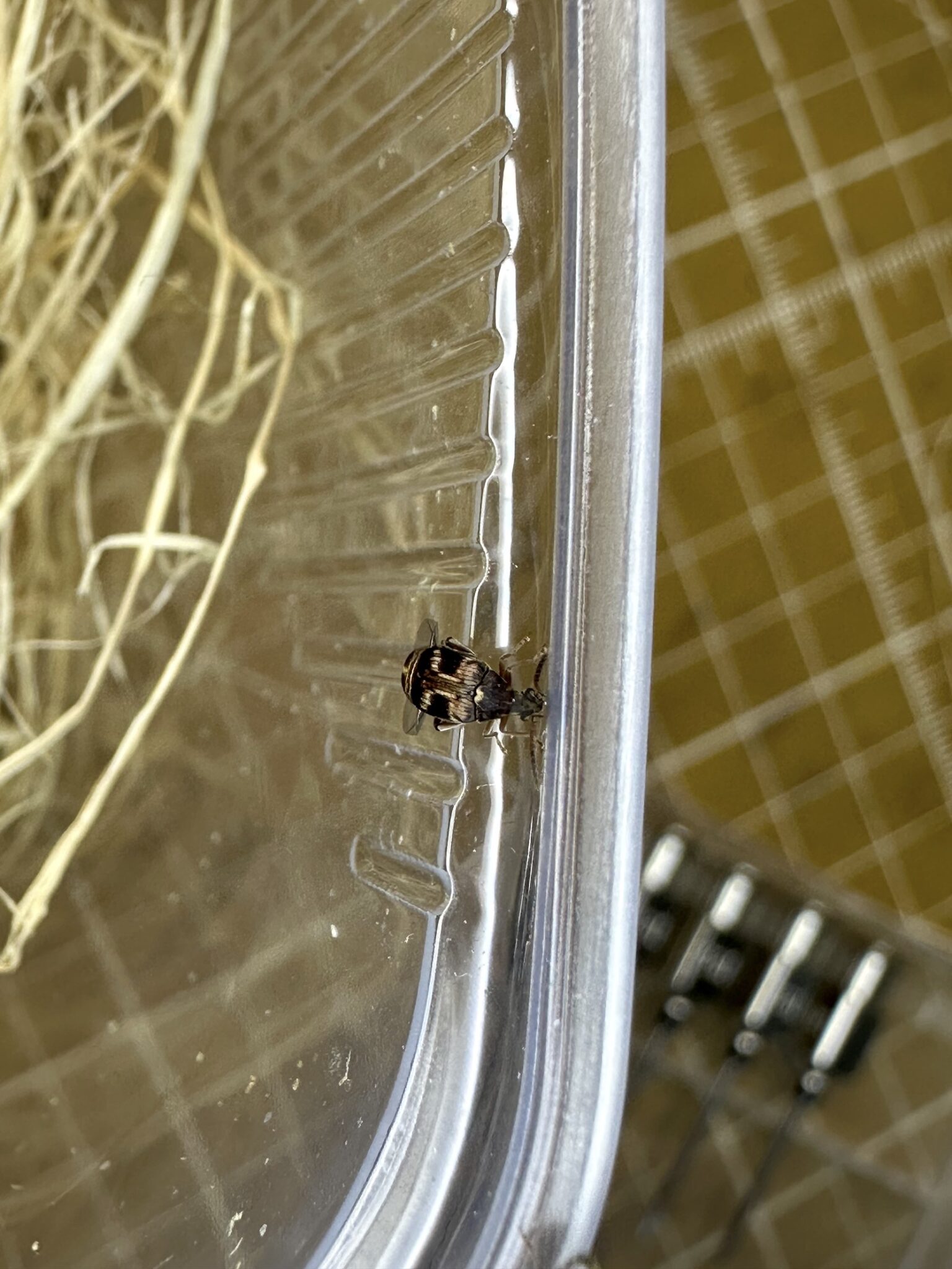 Bean Weevil (Callosobruchus maculatus) – Small Exotic Farm