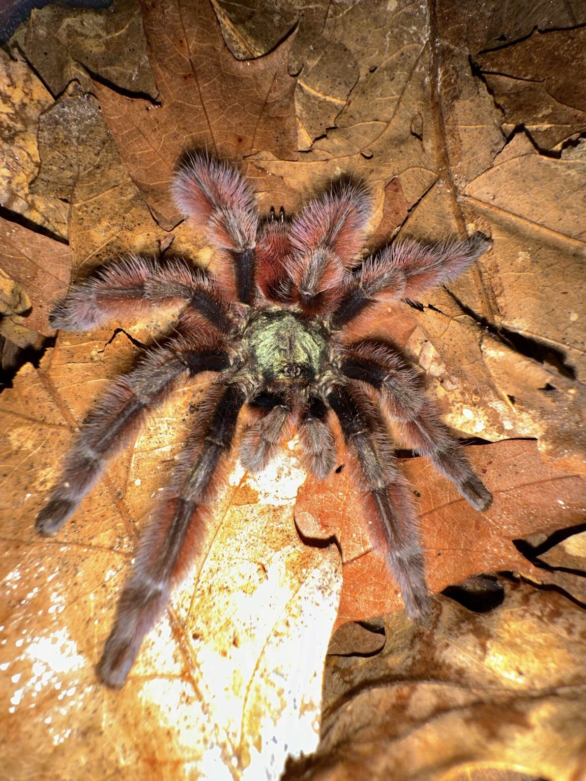 Antilles Pinktoe Tarantula (Caribena versicolor) – Small Exotic Farm