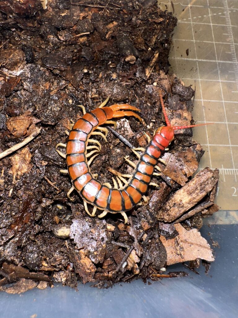 Blood Red Centipede (Scolopendra sp. “Blood Red”) – Small Exotic Farm
